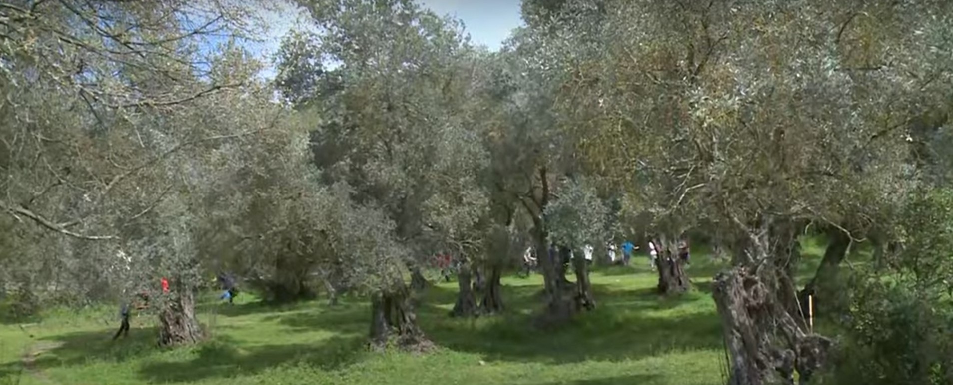 Ελαιώνας 400 ετών της Τσαριτσάνης στην πολιτιστική κληρονομιά της ...
