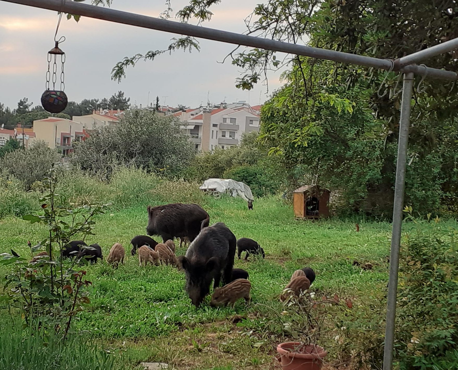 Θεσσαλονίκη: Αγριογούρουνα κάνουν βόλτες μαζί με τα μικρά τους σε αυλή ...