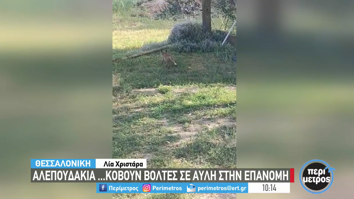 Αλεπουδάκια κάνουν βόλτες ανενόχλητα σε... αυλή στην Επανομή - ertnews.gr