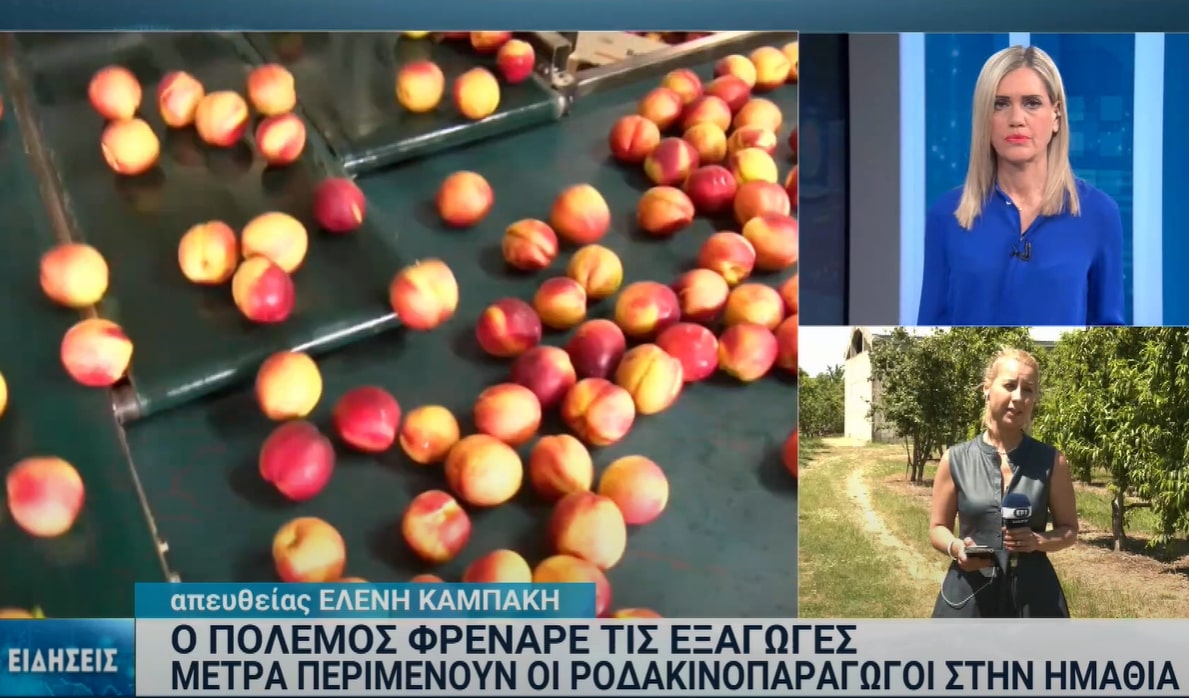 Οι ροδακινοπαραγωγοί της Ημαθίας εκπέμπουν SOS - ertnews.gr