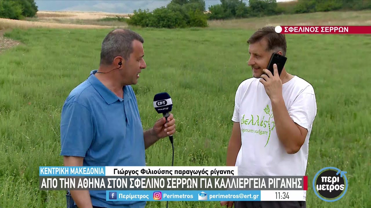 Σφελινός Σερρών: Ο τόπος της ρίγανης με το χαρακτηριστικό άρωμα και την ...