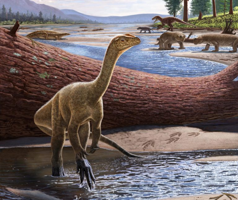 Ανακαλύφθηκε ο Mbiresaurus, ο αρχαιότερος δεινόσαυρος της Αφρικής ...