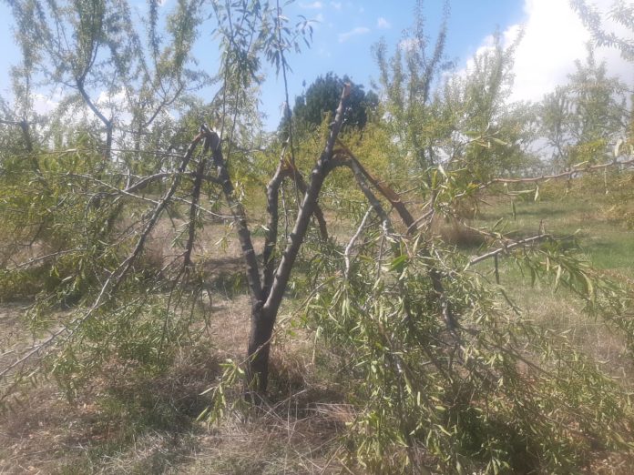 Γρεβενά: Αρκουδα δεν άφησε όρθιο δέντρο σε κτήμα με αμυγδαλιές - Νέα ...