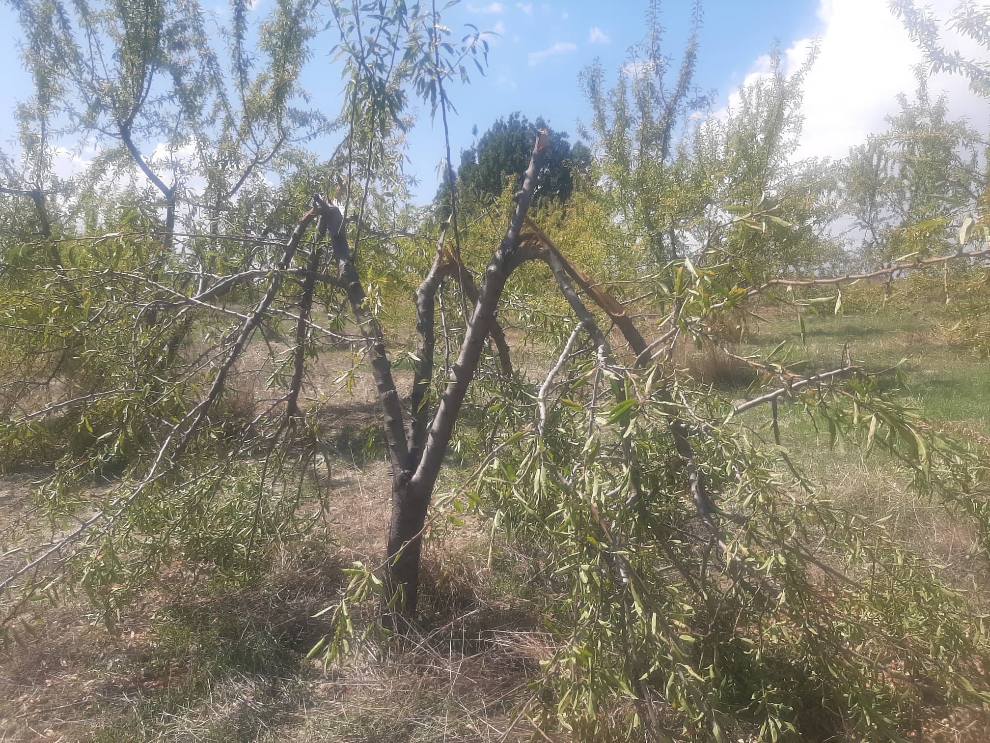 Γρεβενά: Αρκουδα δεν άφησε όρθιο δέντρο σε κτήμα με αμυγδαλιές (βίντεο ...