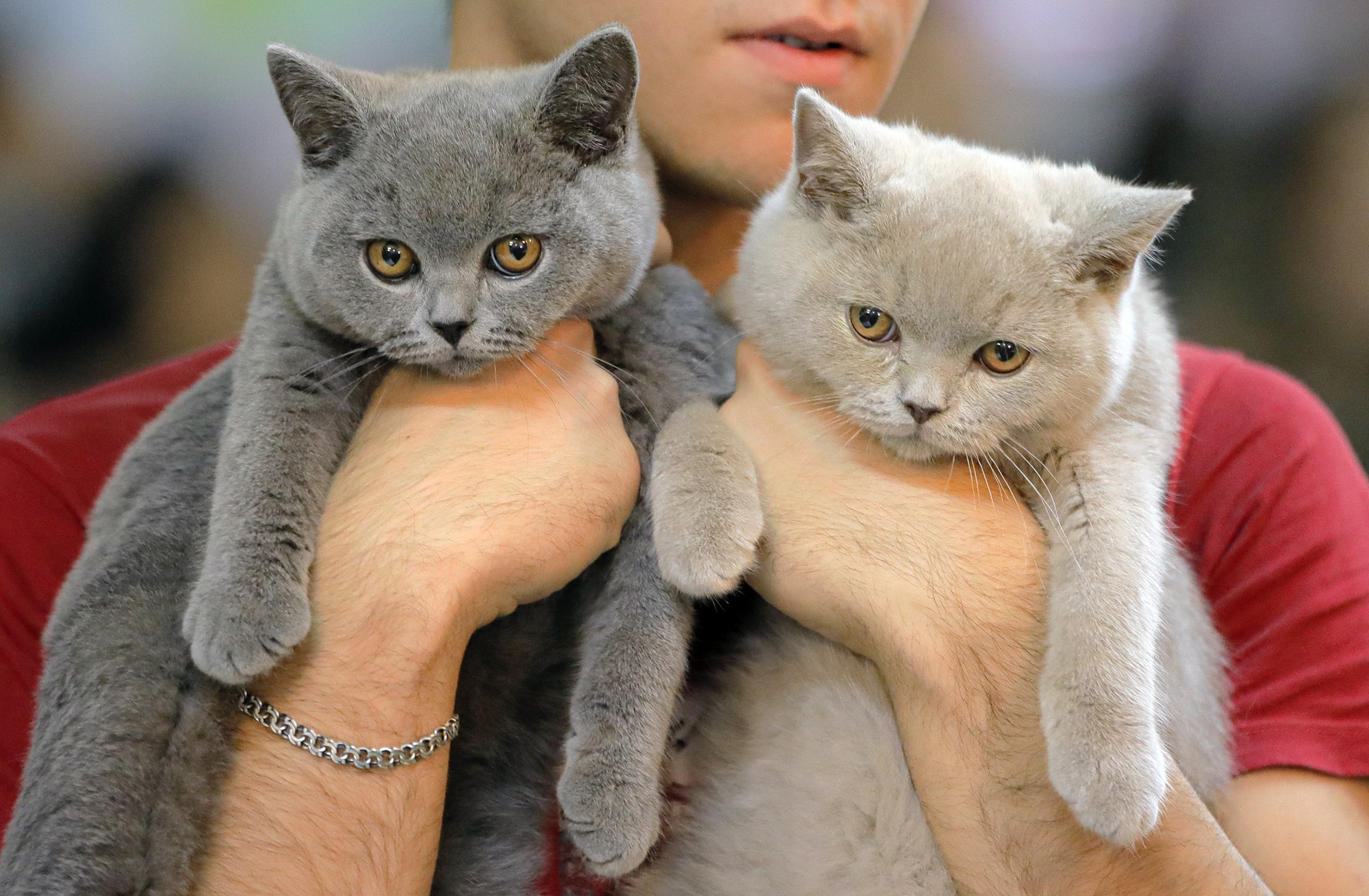 Οι γάτες καταλαβαίνουν πότε το «αφεντικό» τούς μιλάει και πότε ...