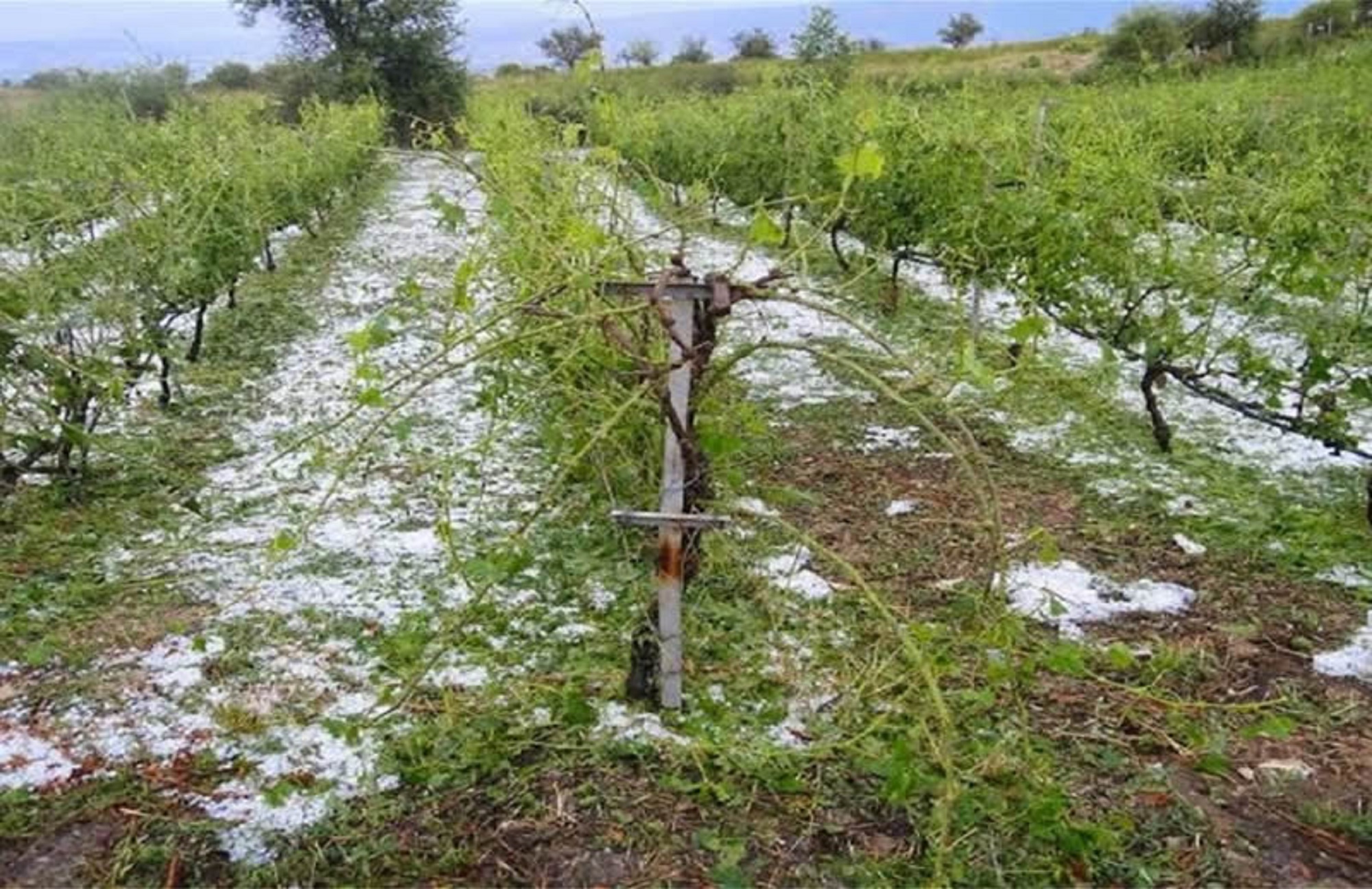 Βαμβακοκαλλιεργητές: Προκαταβολές 5 εκατ. ευρώ για τις χαλαζοπτώσεις ...