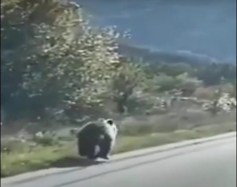 Θεσσαλονίκη: Συνεχίζει τις "βόλτες" της η αρκούδα του Χορτιάτη - ertnews.gr