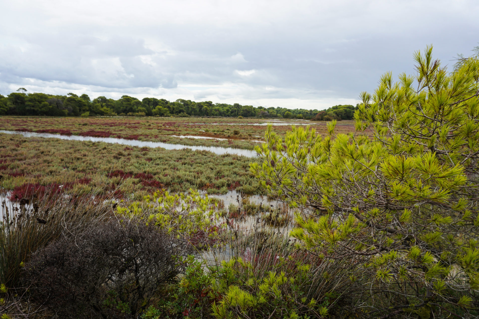 Δασικοί χάρτες: Οδηγός με 22 ερωτήσεις και απαντήσεις - Τι προβλέπεται για τα δασικά αυθαίρετα ...
