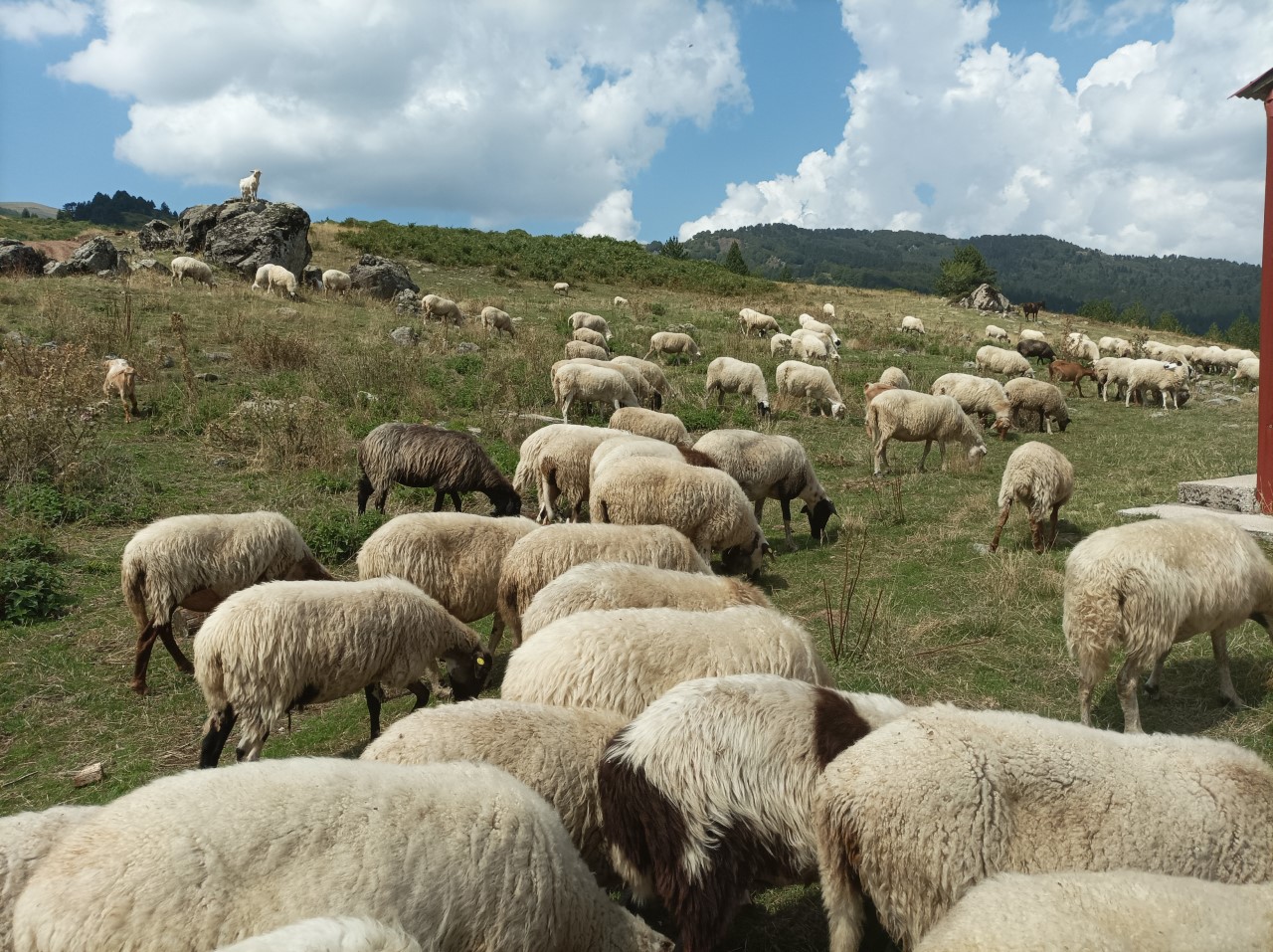 Λάθη και παραλείψεις για την είσπραξη ενίσχυσης των κτηνοτρόφων ...