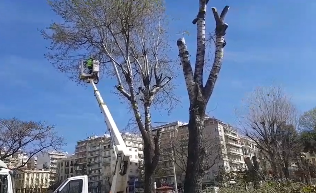 Θεσσαλονίκη: Αντίθετο στην κοπή των δέντρων το Τμήμα Δασολογίας και ...
