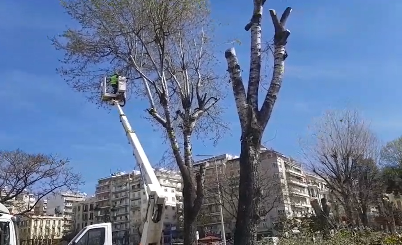 Θεσσαλονίκη: Αντίθετο στην κοπή των δέντρων το Τμήμα Δασολογίας και ...