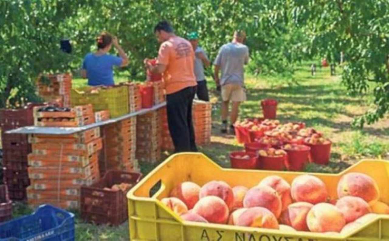 Οι παραγωγοί αναζητούν εργάτες για τα ροδάκινα σε Ινδία, Πακιστάν και ...