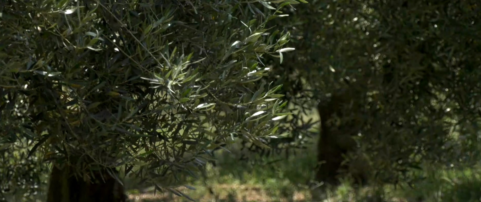 Χαλκιδική: Μειωμένη φέτος η παραγωγή πράσινης ελιάς - ertnews.gr
