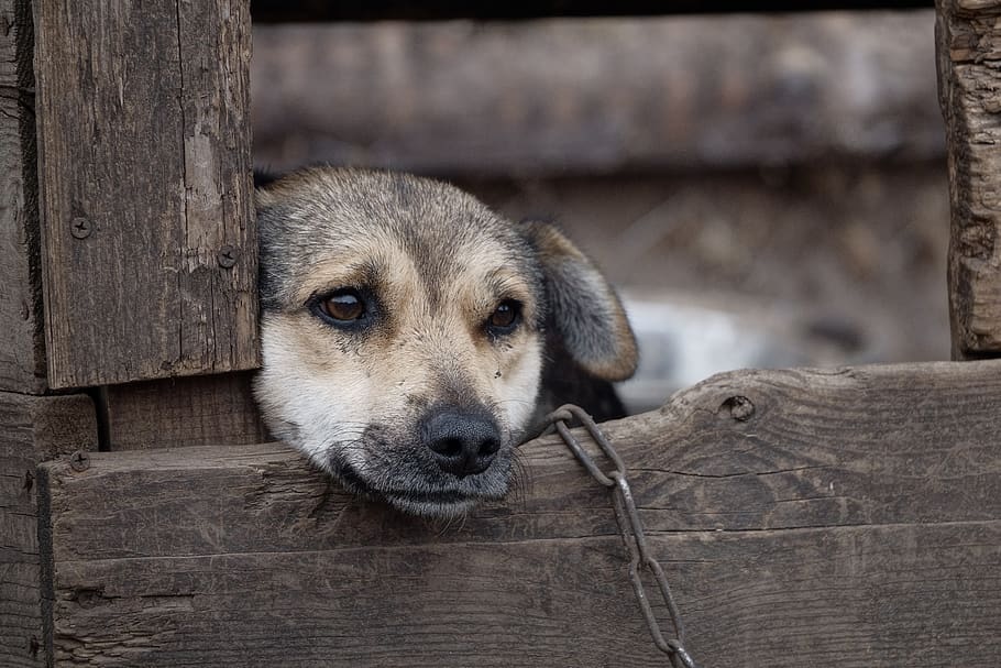 Έλ. Δέδε (ΜΚΟ Dogs' Voice) στο Πρώτο: Ο κόσμος φοβάται να καταγγείλει ...