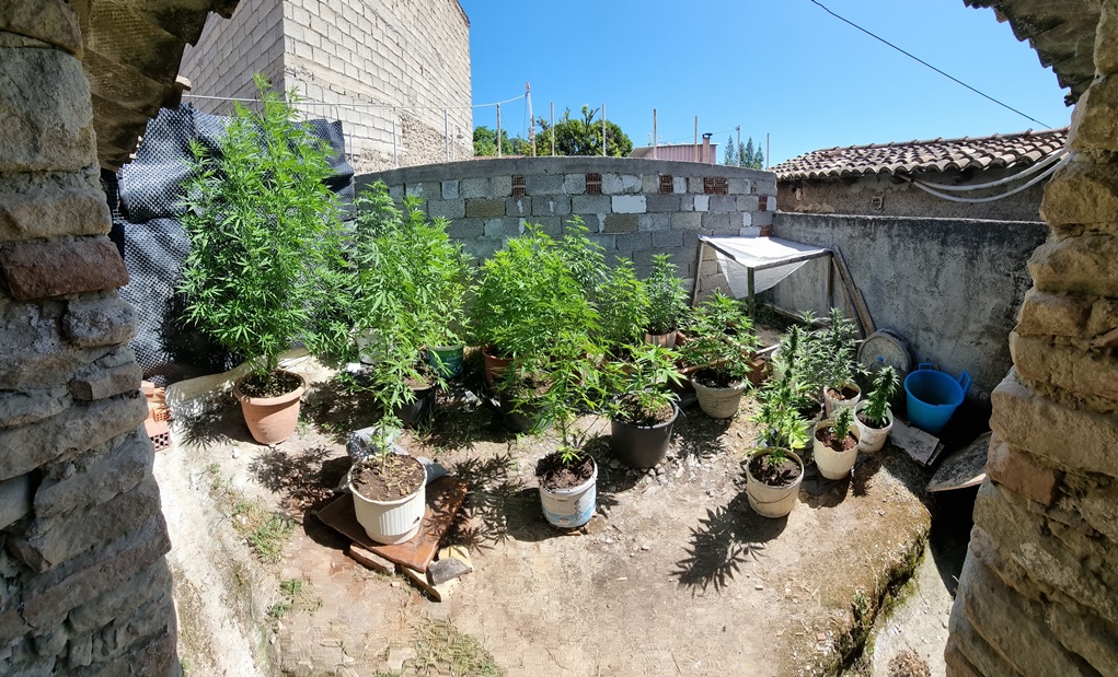 Κέρκυρα: Σύλληψη για καλλιέργεια ινδικής κάνναβης - ertnews.gr