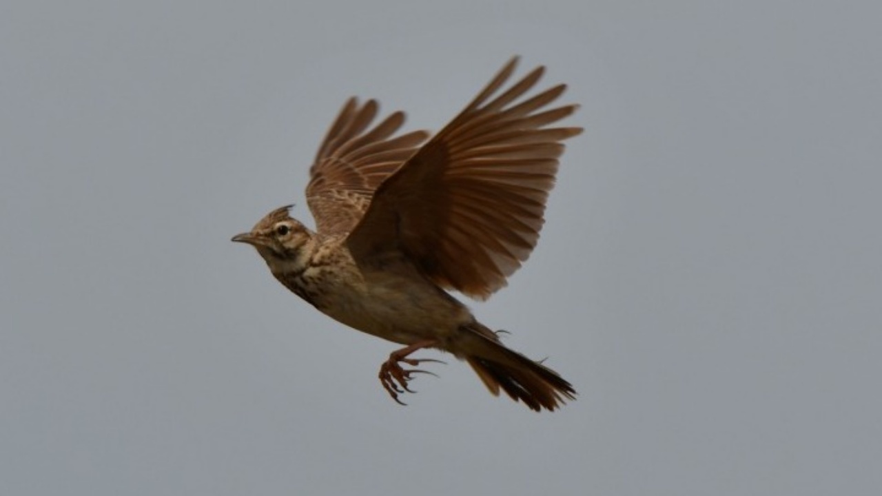 Πιερία: Γιορτή των Πουλιών στη Νέα Αγαθούπολη - ertnews.gr