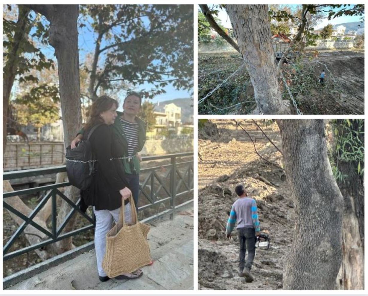 Αλυσοδέθηκαν στα δένδρα του Κραυσίδωνα για να εμποδίσουν την κοπή τους ...