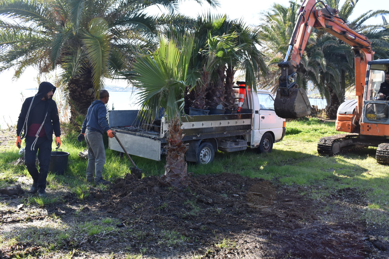 Λέσβος: Νέοι φοίνικες αντικαθιστούν τους κατεστραμμένους στο ...