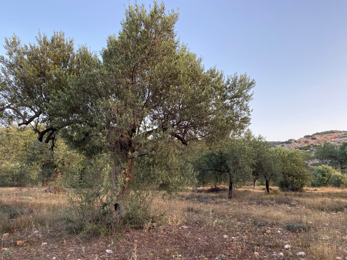 Συζήτηση στο Γύθειο για το θέμα "Ελιά Καλαμών/ Kalamata Olives ...