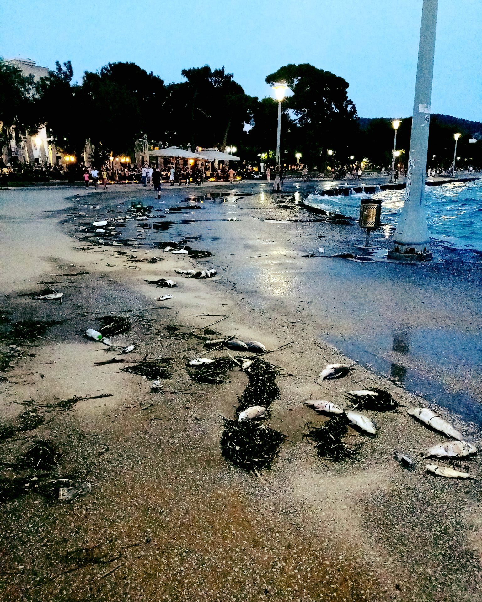 Ψάρια του γλυκού νερού αυτά που ξεβράζονται στην παραλία του Βόλου ...