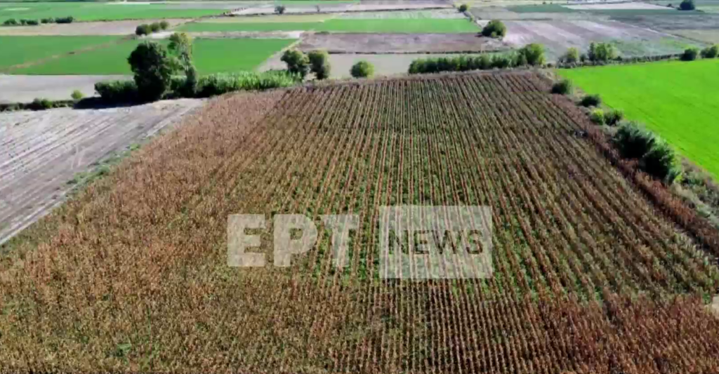 Φωτογραφικά ντοκουμέντα ΕΡΤNews: Νέο «δάσος» από χασισόδεντρα στην Κωπαΐδα Βοιωτίας - ertnews.gr