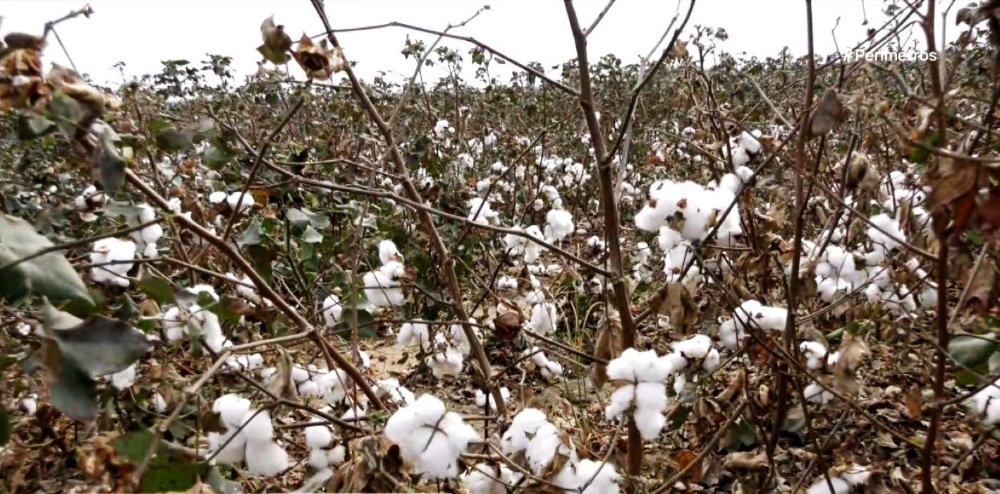 Βαμβάκι- Μειωμένη παραγωγή στον Έβρο - ertnews.gr