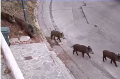 «Εισβολή» της άγριας πανίδας στη Θεσσαλονίκη- Γιατί έρχονται τα ζώα πιο ...