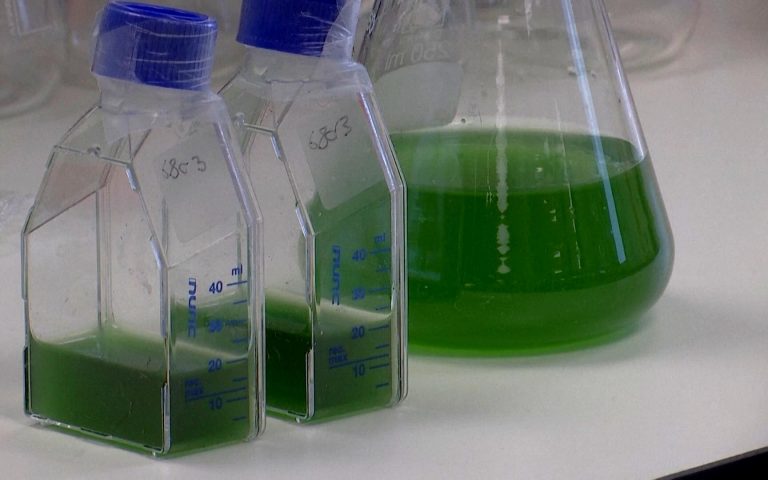 Εργαστηριακοί λειχήνες ανοίγουν δρόμους για παραγωγή υλικών στο ...