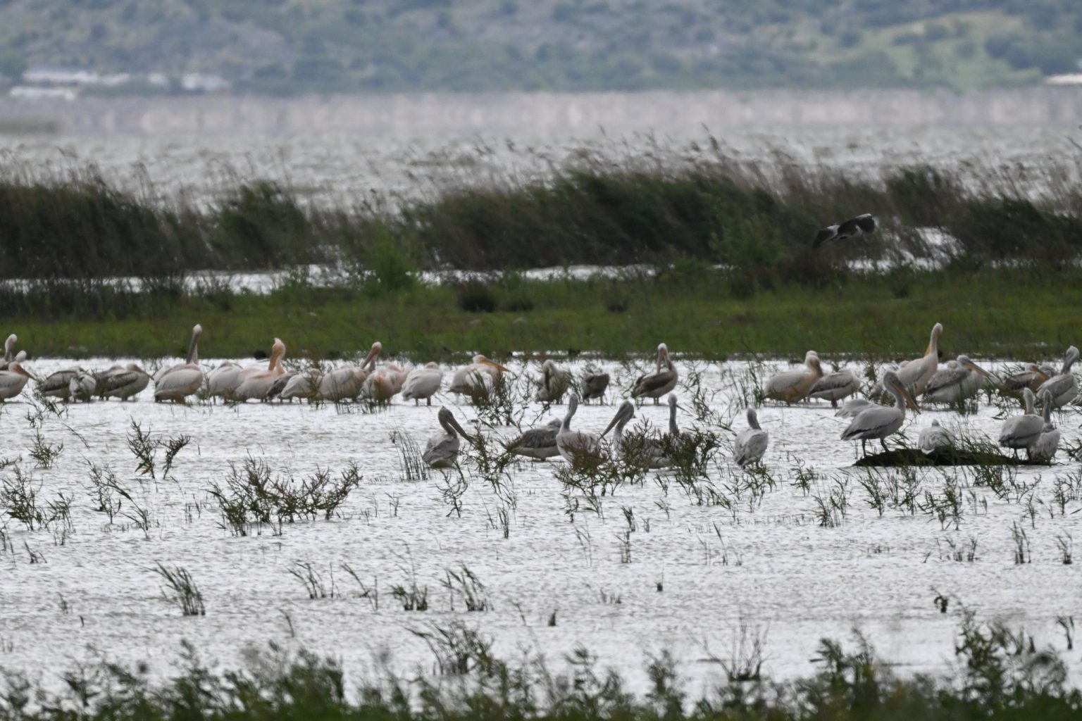 Πρώτο BioBlitz στη Λίμνη Κάρλα: «Οι πολίτες παράγουν επιστημονικά ...